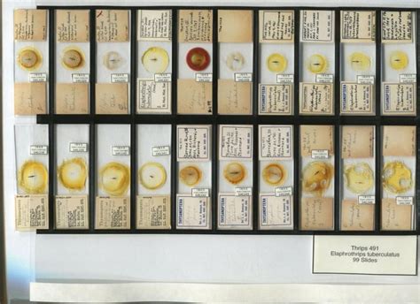 Image result for Slide Scan Tutorial