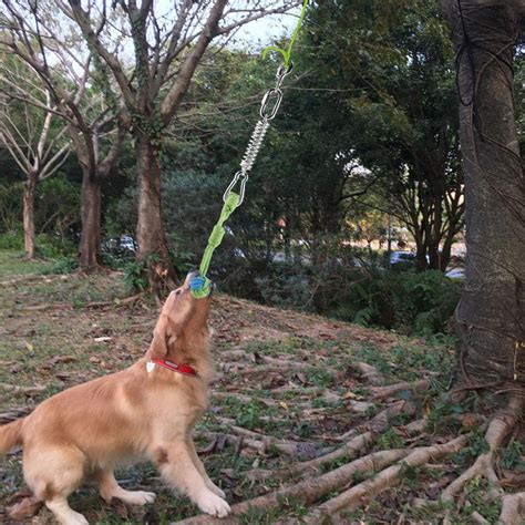 Image result for Spring Pole Dog Training