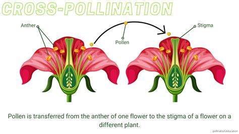 Image result for Types of Cross Pollination
