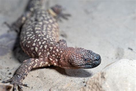 Image result for Different Lizard