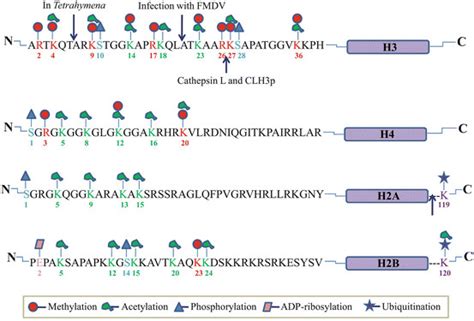 Image result for Pattern Modification of Histone Tails