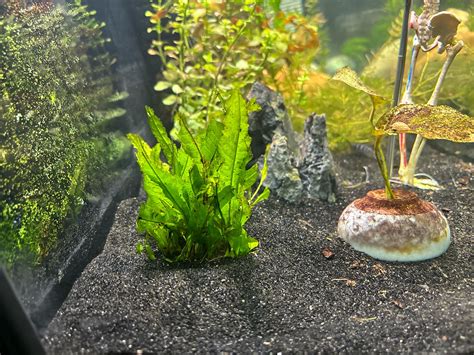 Image result for Java Fern Dying