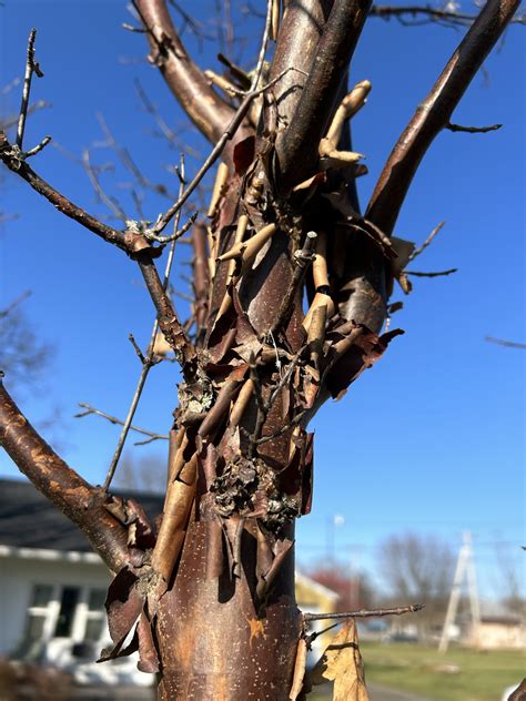 Image result for Gingerbread Maple Tree