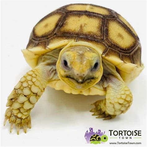 Image result for Large Tortoise