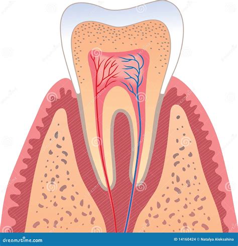 Image result for Human Tooth Structure