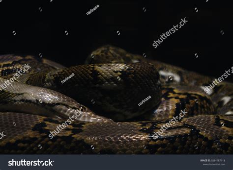 Image result for Reticulated Python