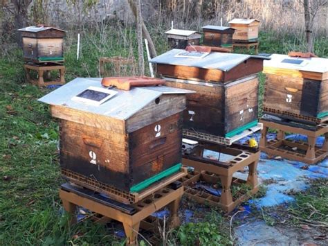 Image result for Hive Project Management Bee