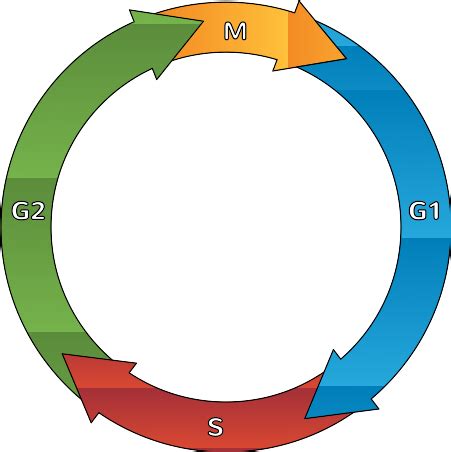 Cell Cycle Stages 2 Figure - Science Figures