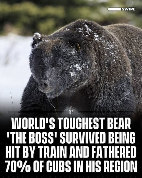 Image result for Alien Sigma Meme