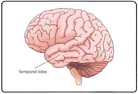 Image result for The Function of the Wernicke Connection