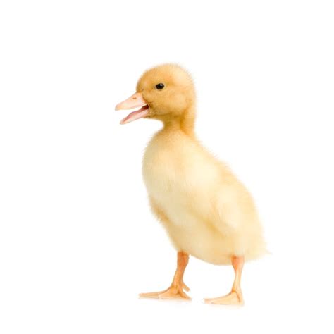 Image result for Duckling Front View