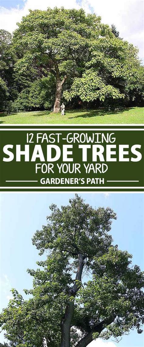 Image result for Fast Growing Shade Trees