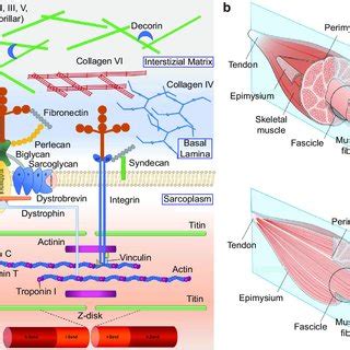 Image result for Patterning of Muscles