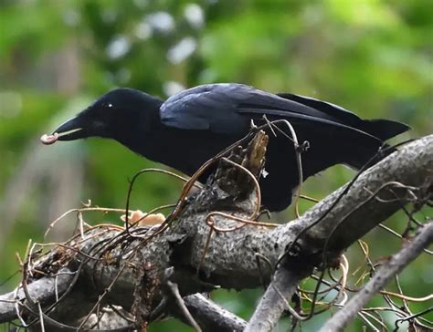 Image result for Crow Types