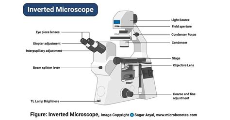 Image result for Virtual vs Real Image Microscope