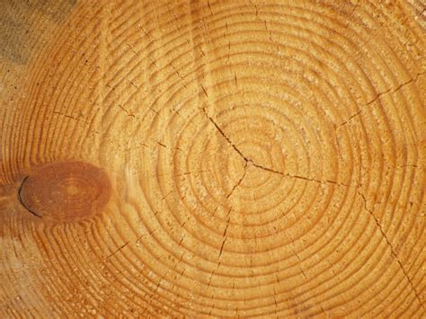 Free photos: Wood textures - 953 images, Wood textures photos, Wood ...