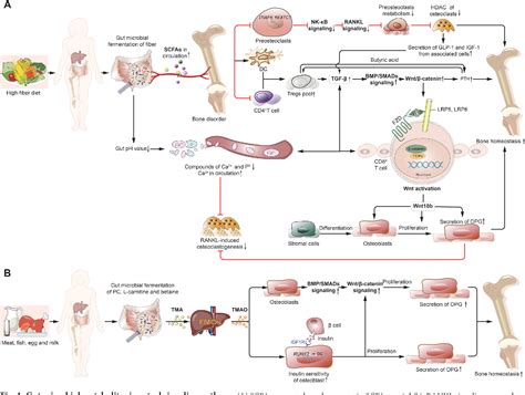 Image result for Bone Formation Signaling Pathway