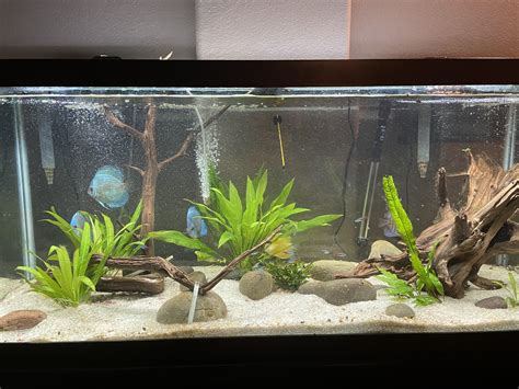 Image result for How to Keep Discus