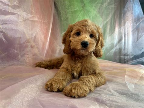 Image result for Breeders Cockapoo Dogs