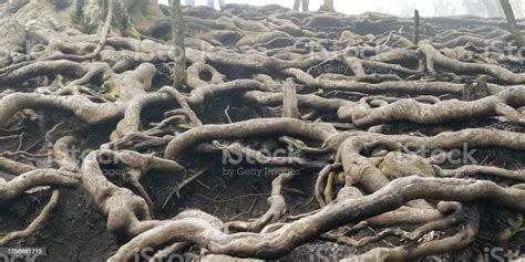 Image result for Tree Root Pattern