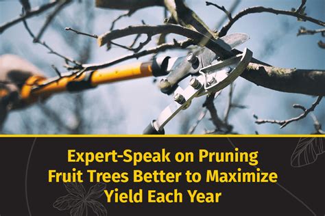 Image result for Pruning Fruit Trees Spring
