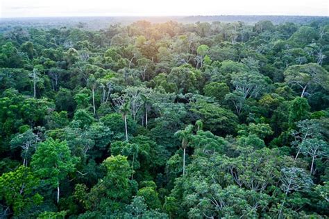 Image result for Amazon Forest Humans