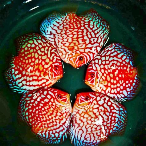 Image result for Red Eagle Discus