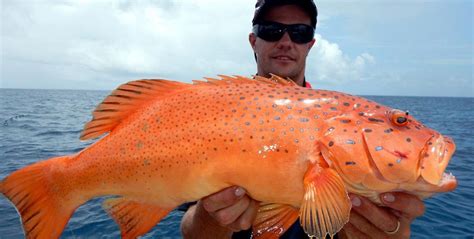 Image result for Reef Fishing Tips