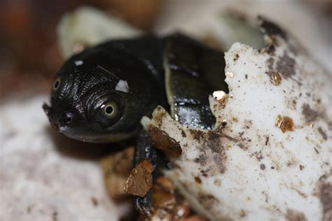 Image result for Lizard Hatching