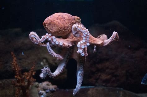 Image result for Dancing Octopus