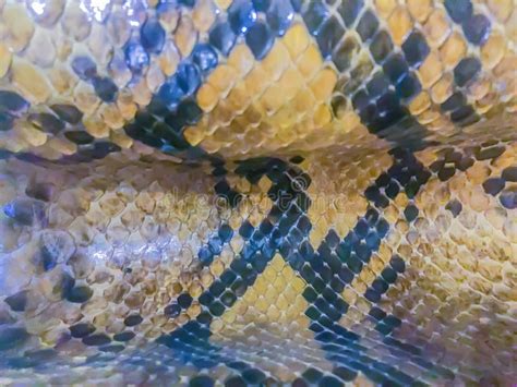 Image result for Reticulated Python Skin Pattern