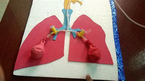 Image result for Respiratory System Science Project