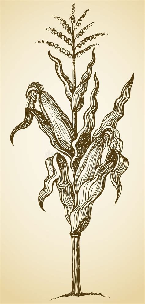 Sketch Corn Stalk Stock Illustrations – 757 Sketch Corn Stalk Stock ...