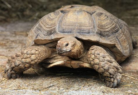 Image result for Large Tortoise