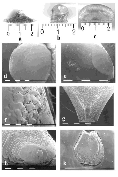 Image result for Crystal Optical Microscope