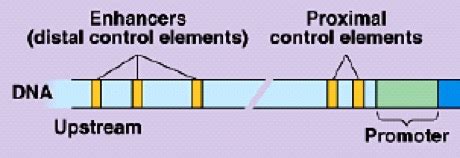 Image result for enhancer elements