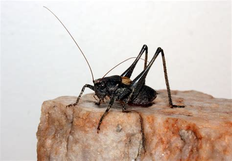 Image result for Microevolution