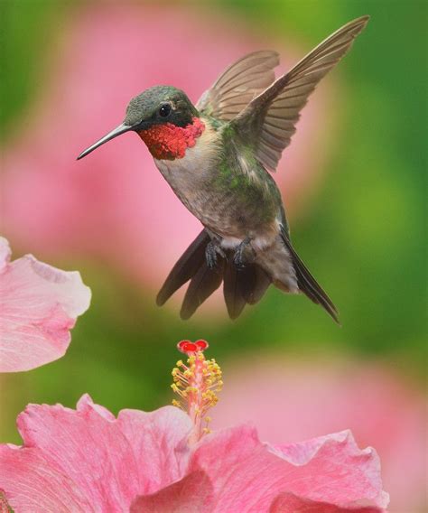 Image result for Ruby-throated Hummingbird