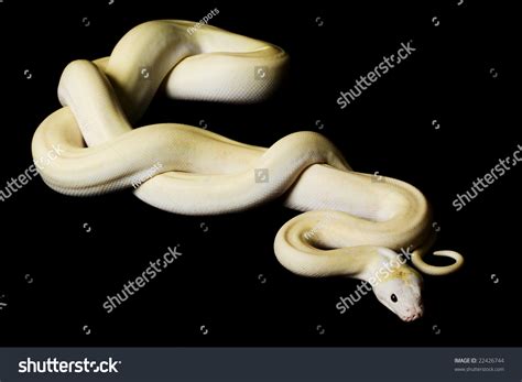 Image result for Ivory Reticulated Python