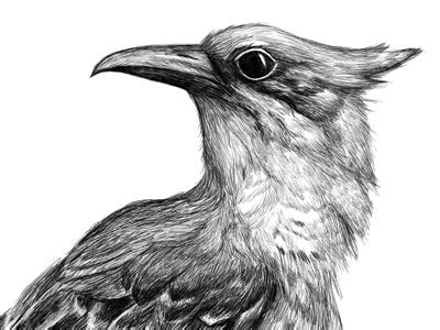 Image result for Mockingjay Bird Drawing