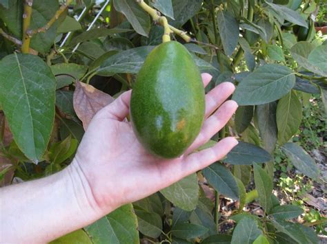 Image result for Self-Pollinating Avocado Tree
