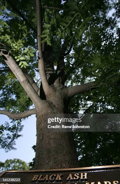 Image result for Ash Tree Bug