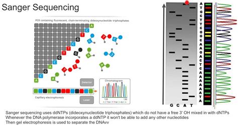 Image result for Sanger Method of Sequencing