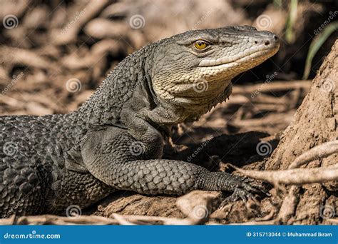 Image result for A Monitor Lizard