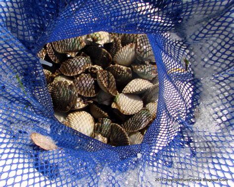 Image result for How to Clean Scallops