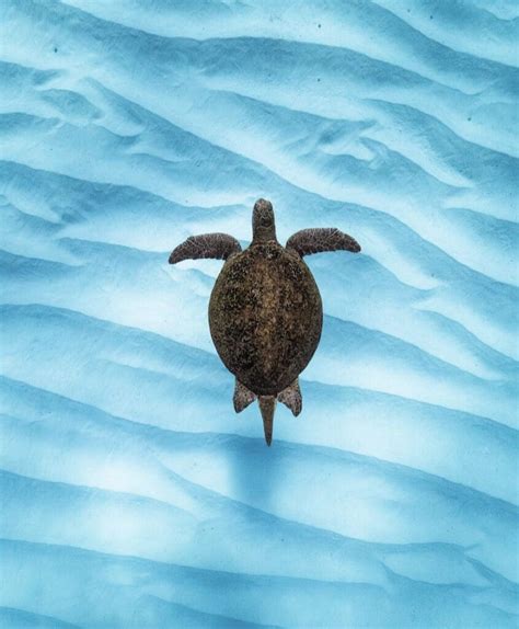 Image result for Sea Turtle Types