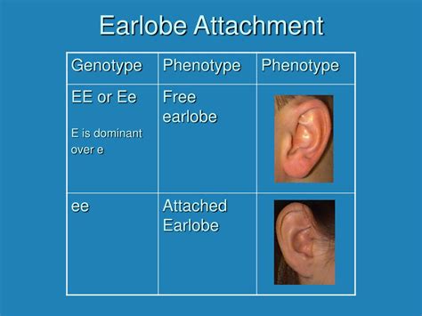 Image result for Human Genetics Lab Answers