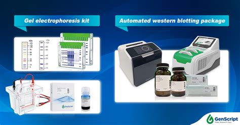 Image result for GenScript Protein Expression and Purification Challenges