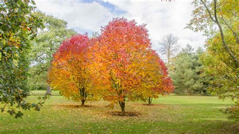 Image result for Ash Tree Bug