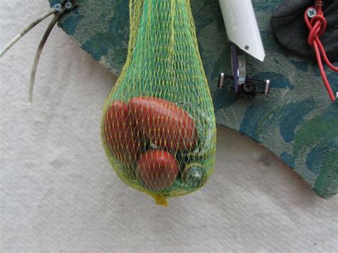 Image result for Pear Rust Circle